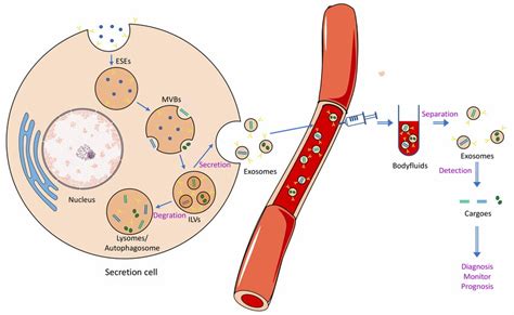 Biological Generation Secretion And Isolation Of Exosomes Detection
