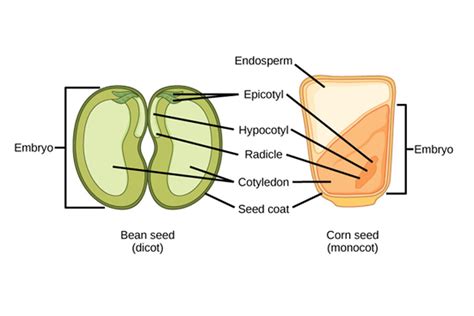 Tumbuhan Dikotil Ciri Ciri Struktur Dan Perkembangbiakan Tumbuhan Dikotil Ciri Ciri Struktur Dan Perkembangbiakan