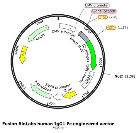Pfb Chig Hg1e5 Vector For Human Igg1 With Reduced Adcc And Cdc Fusion Biolabs