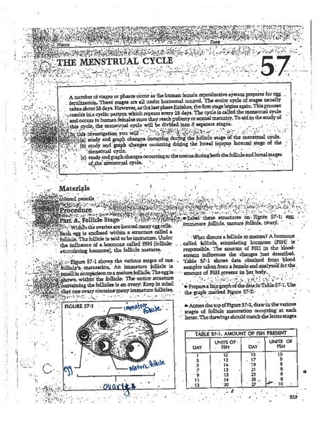 Menstrual Cycle Lab Report Stages And Hormonal Influences Studocu