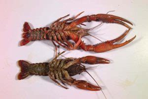 Male Vs Female Crayfish Differences Illustrated Acuario Pets