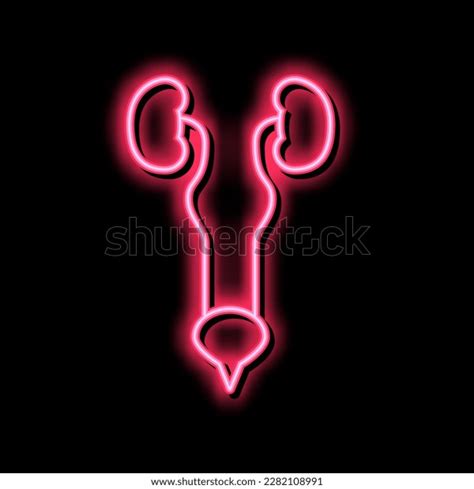 Urinary System Neon Light Sign Vector Stock Vector Royalty Free