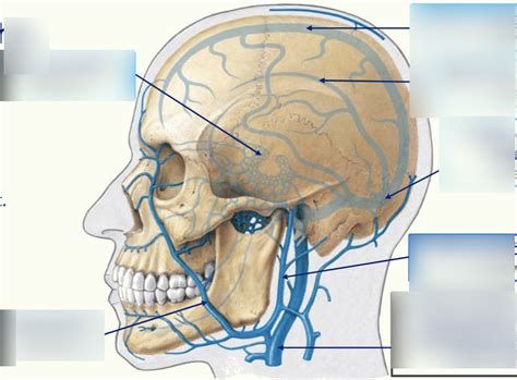 Diagram Of Venous Drainage Of The Head And Neck Quizlet