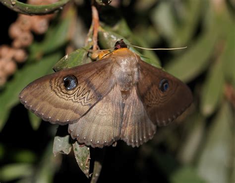 Southern Old Lady Moth • Rewild Perth