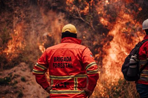 Incendios Forestales Afectan Más De 233 Mil Hectáreas De Bosque En