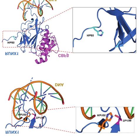 Three Dimensional Structure Of Runx1 Missense Variants His105 And His85