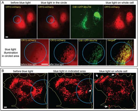 Subcellular Spatial Control Of Light Induced Mitochondria Movement