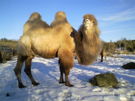 Pin By ⊱ ⊱ Linda Lee K ⊱ ⊱ On 【ツ Hump【ツ Big Animals Wildlife Animals