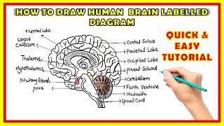 How To Draw Human Brain Labelled Diagram Easily Ste Doovi