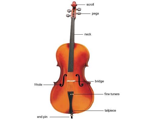 Cello Diagram Cello Violin Woodwind Buyers Guide Music Room Comparison Harmony Music
