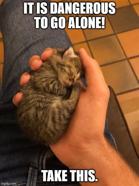 Kitten Meme