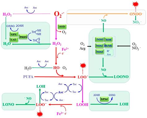 Antioxidants Free Full Text Superoxide Radicals In The Execution Of