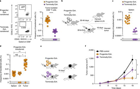 Progenitor Exhausted Cd8⁺ T Cells Persist In The Absence Of Antigen And