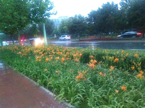 路边花圃 路边的花 花圃 大山谷图库