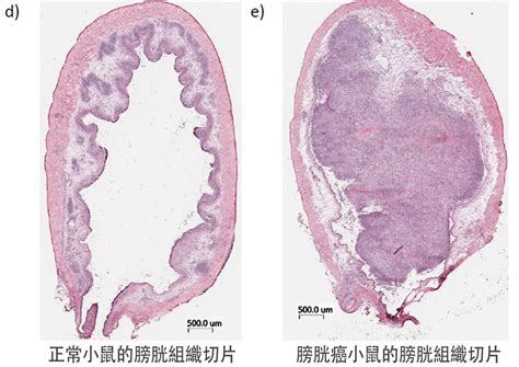 香港：灵芝提取物抑制膀胱癌瘤的实验 药理研究 上元灵芝产业示范基地
