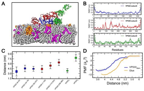 All Atom Md Simulations Of The Escrt Ii Complex Bound To The Membrane Download Scientific