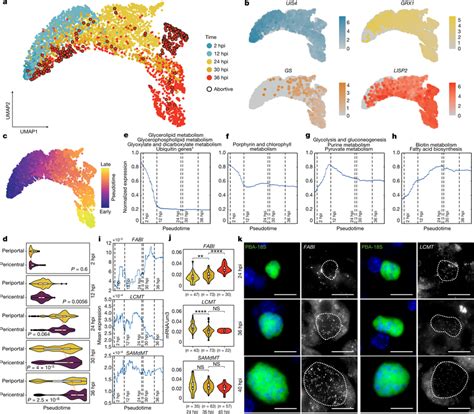 Temporally Resolved Programmes Of The Plasmodium Transcriptome A UMAP