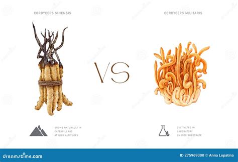 Cordyceps Militaris Mushroom Watercolor Illustration Hand Drawn