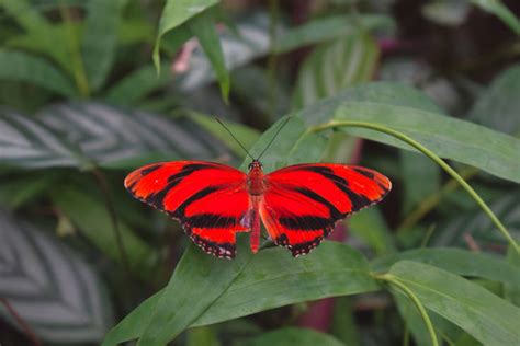 「julia Falter」の写真素材 46件の無料イラスト画像 Adobe Stock