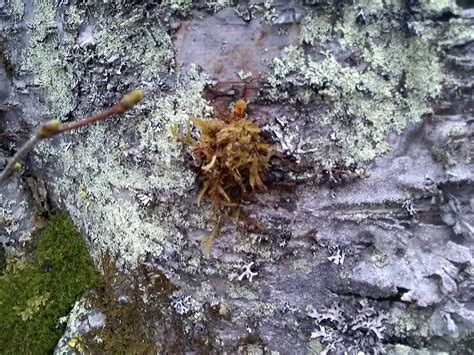 How To Take Care Of A Cow Parsnip Burn Alaska Herbal Solutions