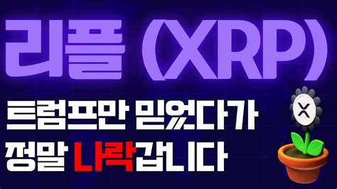 리플 트럼프가 리플을 좋아할까요 나락갑니다리플 리플코인 리플전망 Youtube