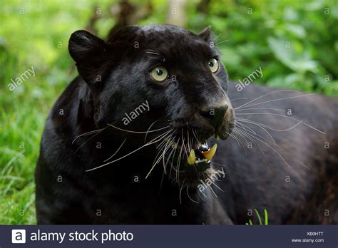 Black Panther Panthera Pardus Portrait High Resolution Stock
