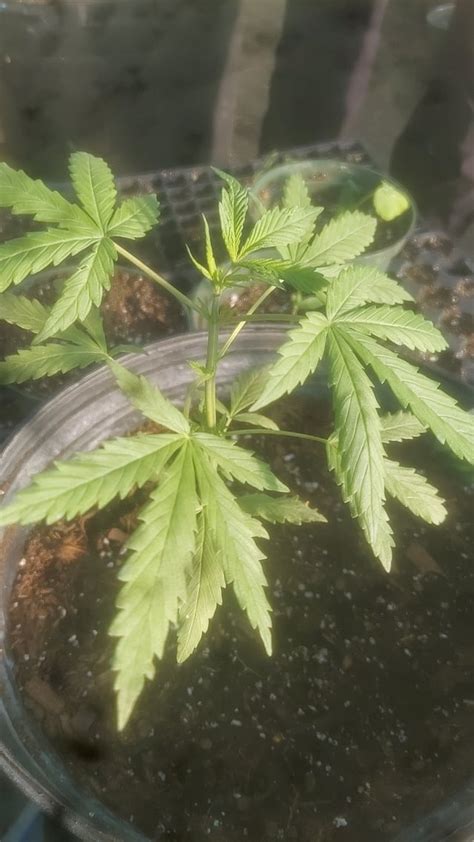 A Whole Missing Leaf Is It Normal How Is It Looking Otherwise To You