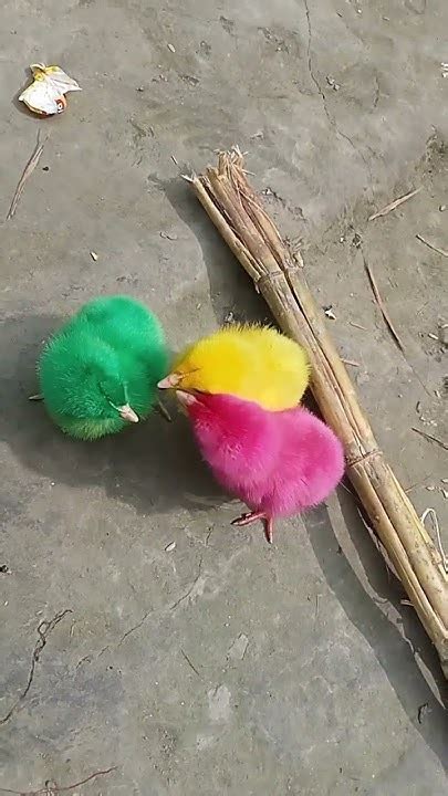So Cute 🥰 Murgi Murgiyo Ka Masti Song Newsong Dipraj Comedy