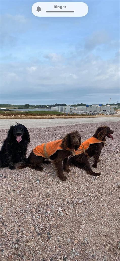 Nesting Bird Mitigation From NBC Environment