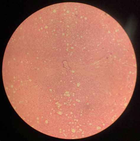 Histology Slide 2 Diagram Quizlet