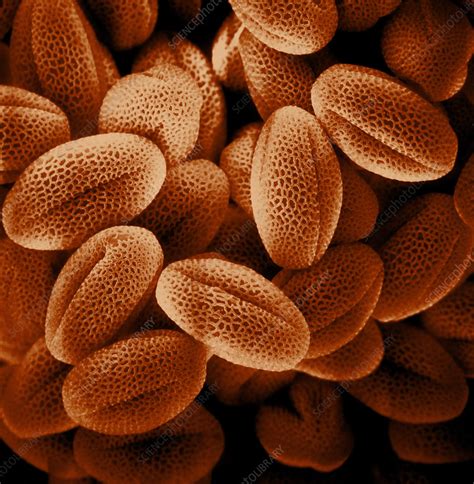 Sem Of Grass Pollen Stock Image C0283108 Science Photo Library
