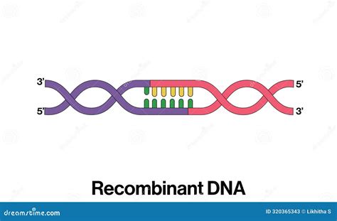 Illustration Of Recombinant Dna Technology On White Background Demonstrating Genetic Engineering