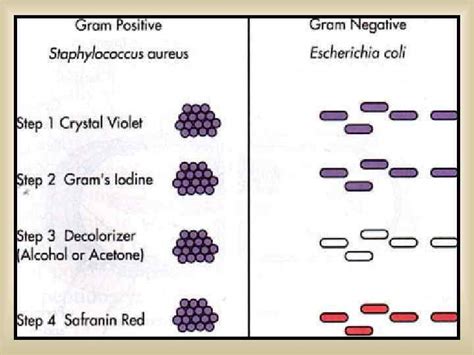 Streptococcus Enterococcus Review Bacterial Cell Morphology
