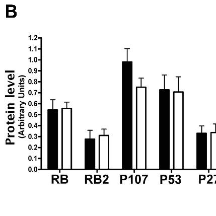 Effects Of Radiofrequency RF Exposure On Cell Cycle Protein Involved Download Scientific
