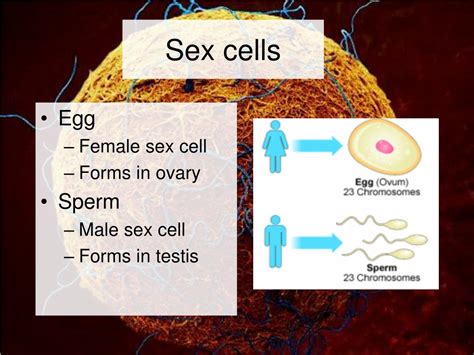 PPT Sexual Reproduction In Living Organisms PowerPoint Presentation Free Download ID
