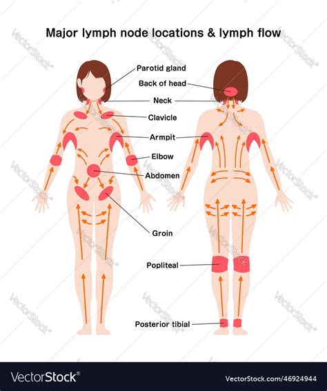 Lymph Node Locations Back