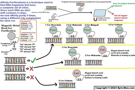 Dna Computing First Class Byte Man