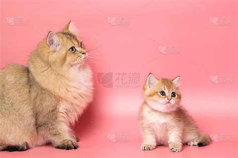 许多英国短毛猫很有趣