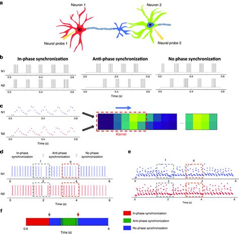 real time analysis of neural synchronization a schematic showing two