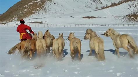 Нутаг нутгаас цуглуулсан жаргалын 8 шарга Шүлгийн уралдааны хоёр ялагчын нэг нь ирлээ Завхан