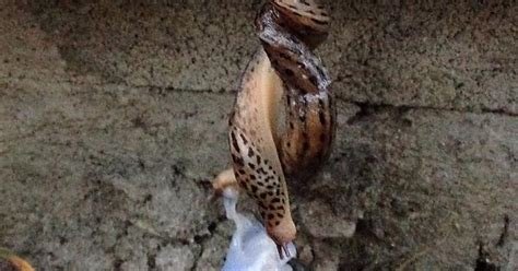 I Came Across Two Leopard Slugs Mating Album On Imgur