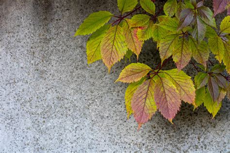배경이나 질감을위한 복사 공간이있는 가을 담쟁이 잎이있는 돌 벽 등반 식물 복고풍 스타일의 배경 오래된 그런지 벽의 나뭇잎 0명에 대한 스톡 사진 및 기타 이미지 Istock