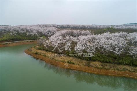 安徽宣城千亩樱花迎春绽放 人民图片网
