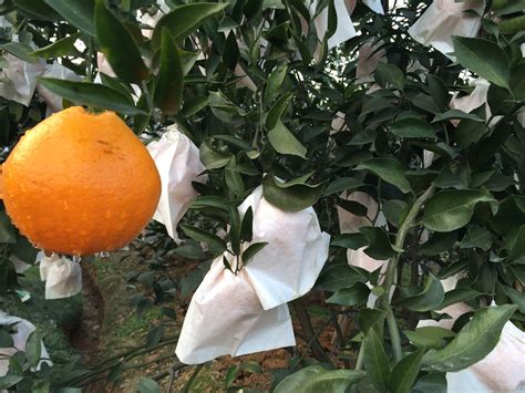 春见耙耙柑大雅柑 四川眉山 天宫园 食品商务网