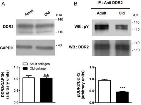 Effect Of Collagen Aging On Ddr2 Expression And Activation Ht 1080