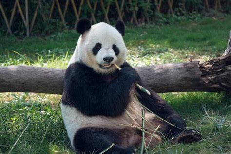 中国三大顶级国宝动物排名 排行榜123网