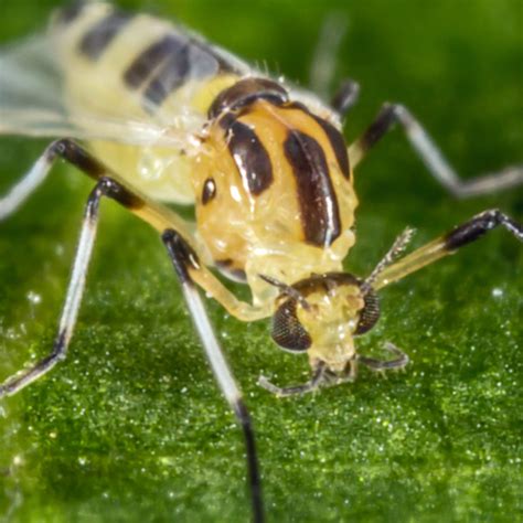 Unknown Tiny Bug Cricotopus Bugguide Net