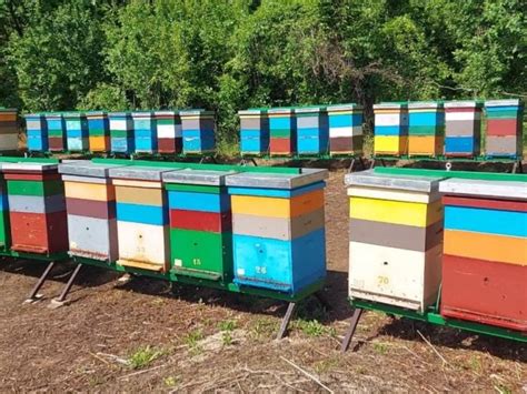 Hercegovački Pčelari I Ove Godine Bez Dobrog Prinosa Video Trebinje Danas