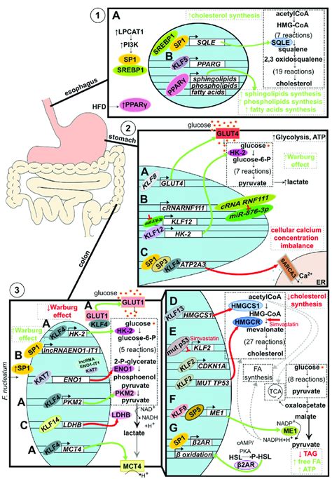 Metabolic Alteration In Gi Track Associated Cancer 1 Alteration Of