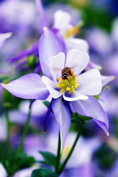 图片素材 性质 厂 紫色 花瓣 昆虫 植物学 植物群 野花 特写 蜜蜂 宏观摄影 开花植物 陆地植物 科罗拉多蓝
